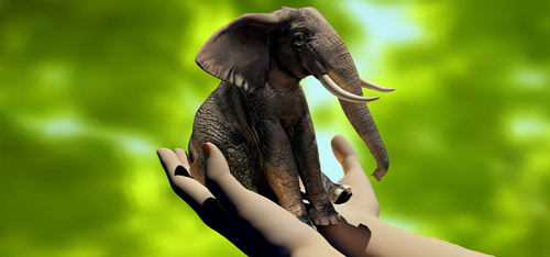 Real Miniature Elephant